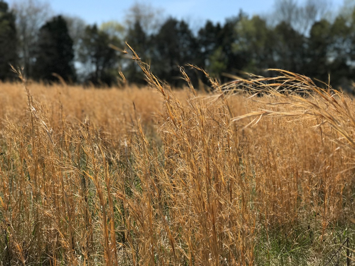 Hey, Hay! – Evergreen Bend Farm